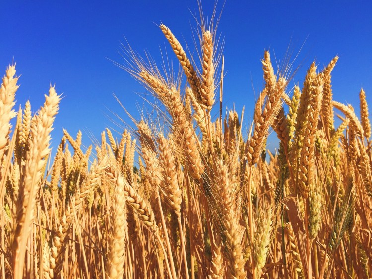 The Good Seed and the Bad Seed – Breaking Bread Theology